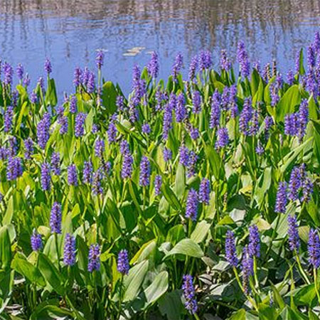 The 6 Most Popular Pond Plants for Your Backyard Pond