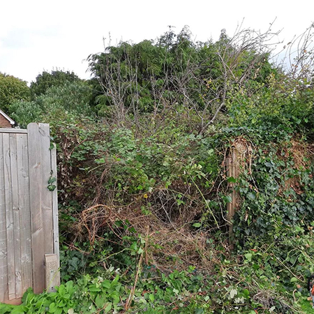 What to Do If a Garden Becomes Overgrown