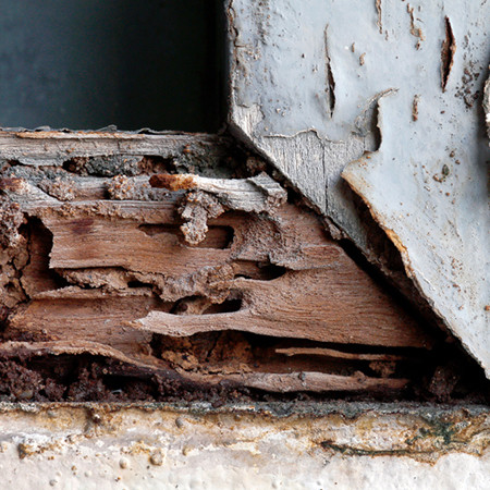 Stop Damage to Window Frames Caused by Ants